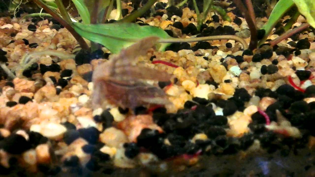 Pseudolaguvia austrina & Olyra Longicaudata - YouTube