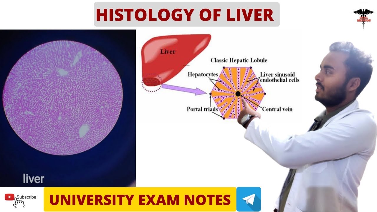 Embryology And Histology Of The Liver Embryology Of The Gallbladder.