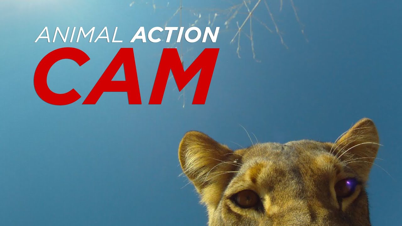 GoPro Lion - Lion Steals & Chews GoPro - Animal Action Cam - YouTube