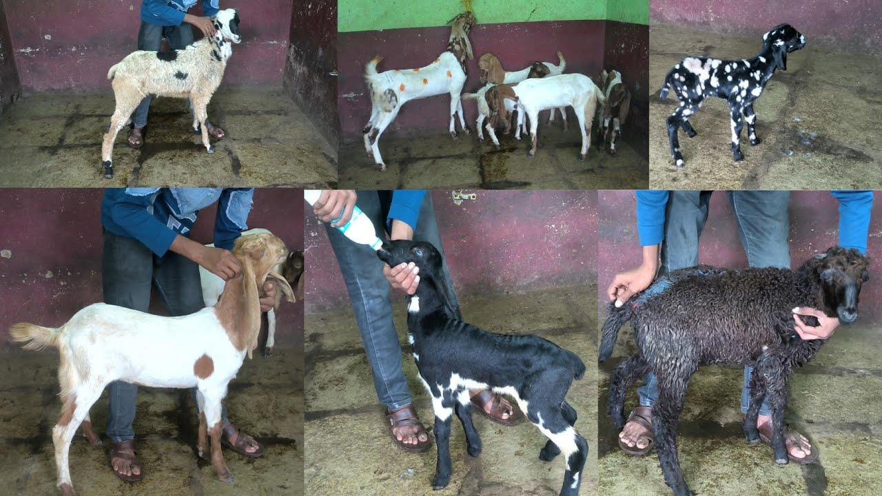 Guntur Macharla pandalpuri Totapuri Goats Available - YouTube