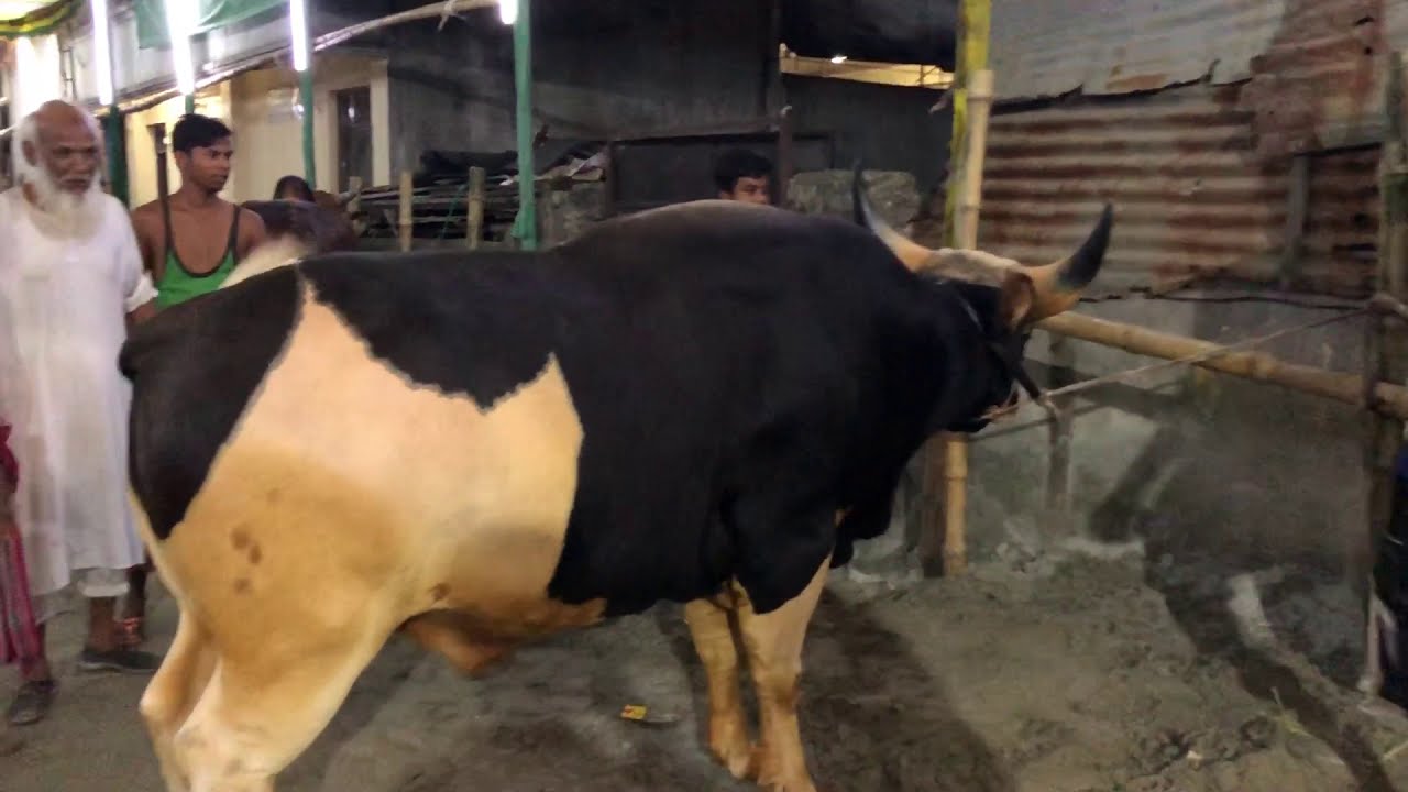 Pagla Goyal | Kurbani Eid Special | Exclusive Goru Video | Guy With The ...