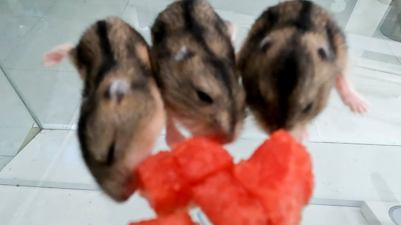 Hamsters Eating Watermelon _ 10 Day Old Hamsters - YouTube