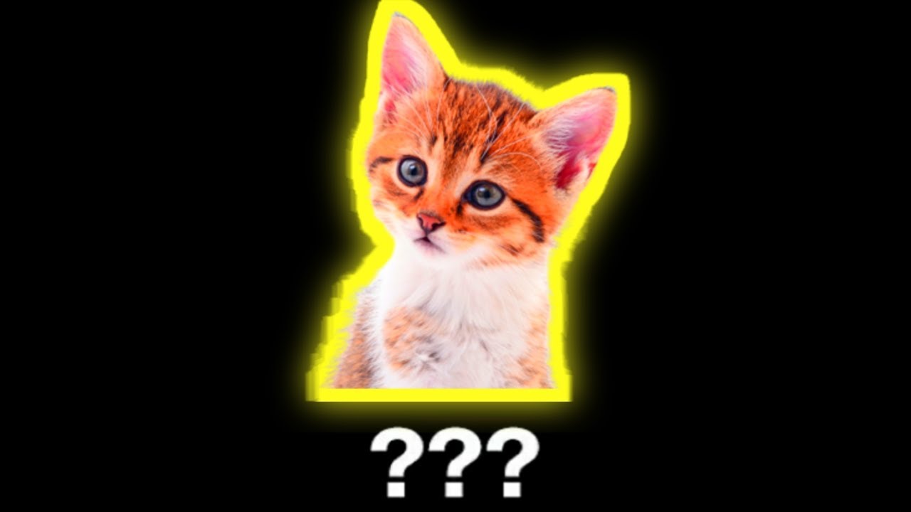 15 Kitten " Meow " Sound Variations in 37 seconds - YouTube