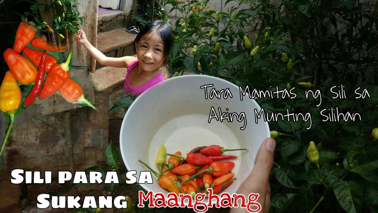Pamimitas ng SILI sa aking Munting Silihan, Sulit sa Bunga - Sili para ...