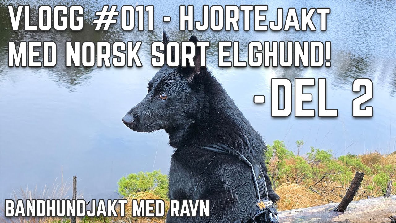 VLOGG 011 - HJORTEJAKT MED SORT ELGHUND DEL 2 - Hjort og Rådyr med Ravn ...