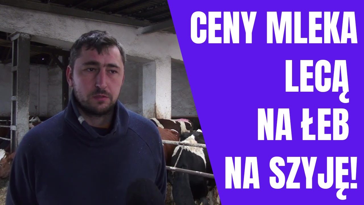 Ceny Mleka Lec Na eb Na Szyj Co Na To Rolnicy O Ile Mleko