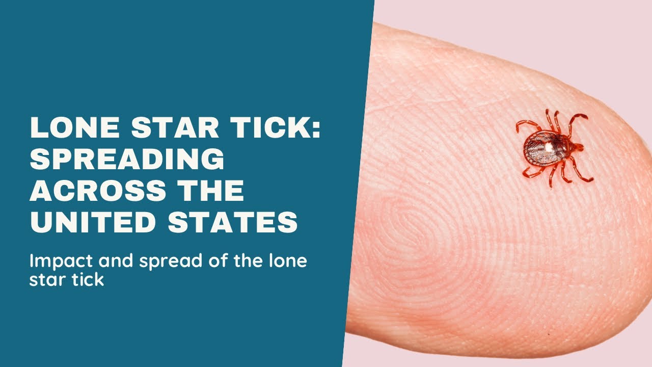 The Lone Star Tick Is Spreading in the United States - YouTube