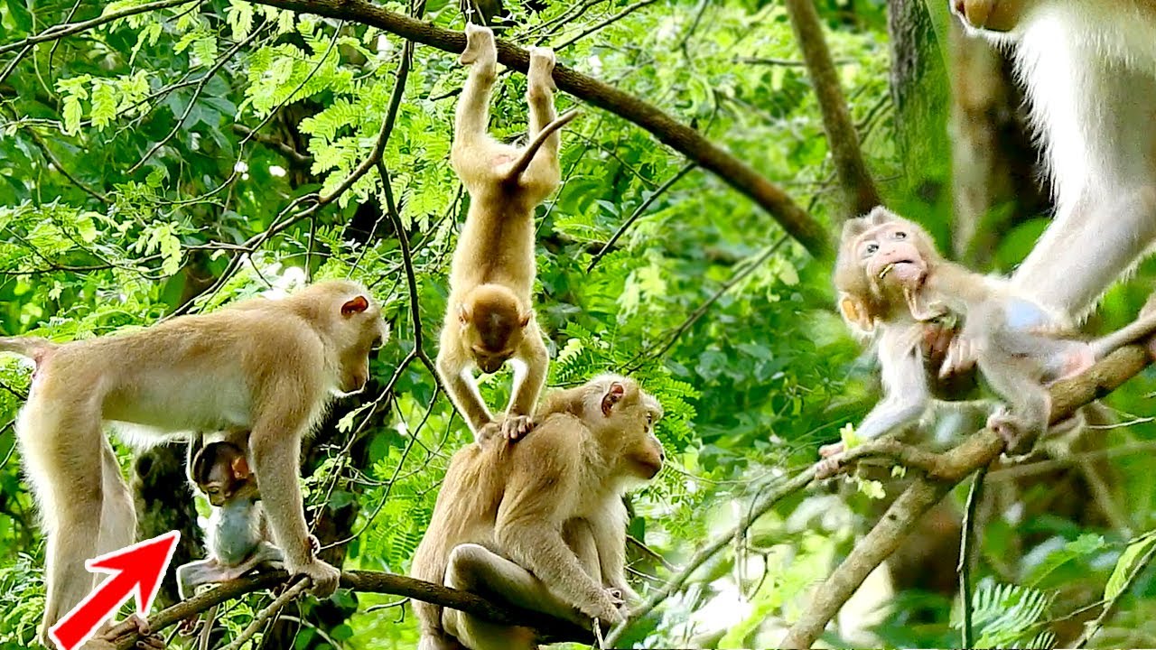 Awesome! Libby bring bb Rainbow to the see aAshley and Pretty on the ...