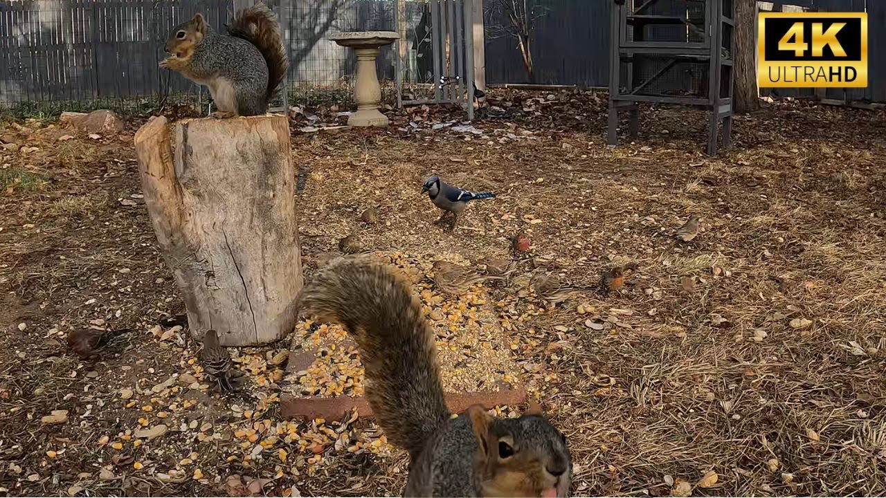 Cat TV - Vol.7 - 4K 8 Hours - Birds and Squirrels Enjoying a Beautiful ...