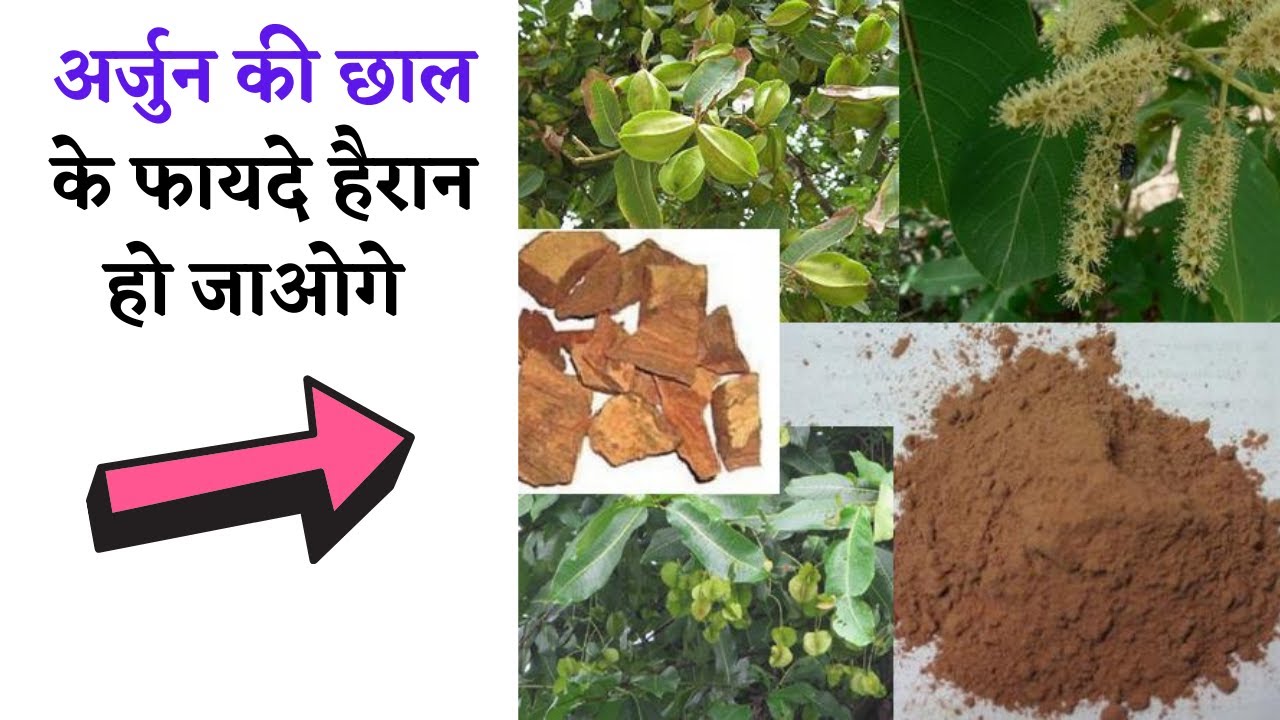 अर्जुन की छाल के फायदे | Arjun Ki Chhal Ka Powder Kis Kam Aata Hai ...