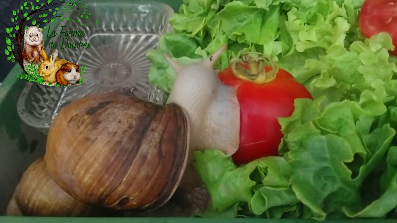 Il est beau notre escargot géant d'Afrique! - YouTube
