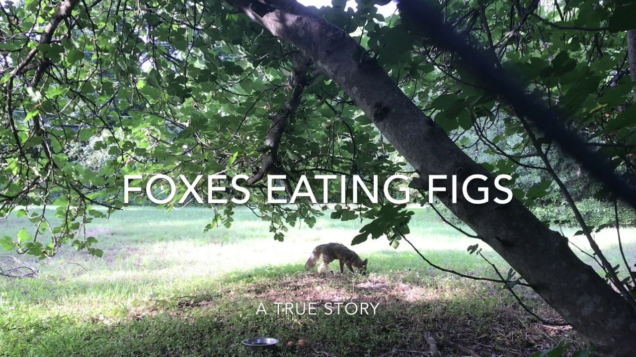 Foxes Eating Figs - YouTube