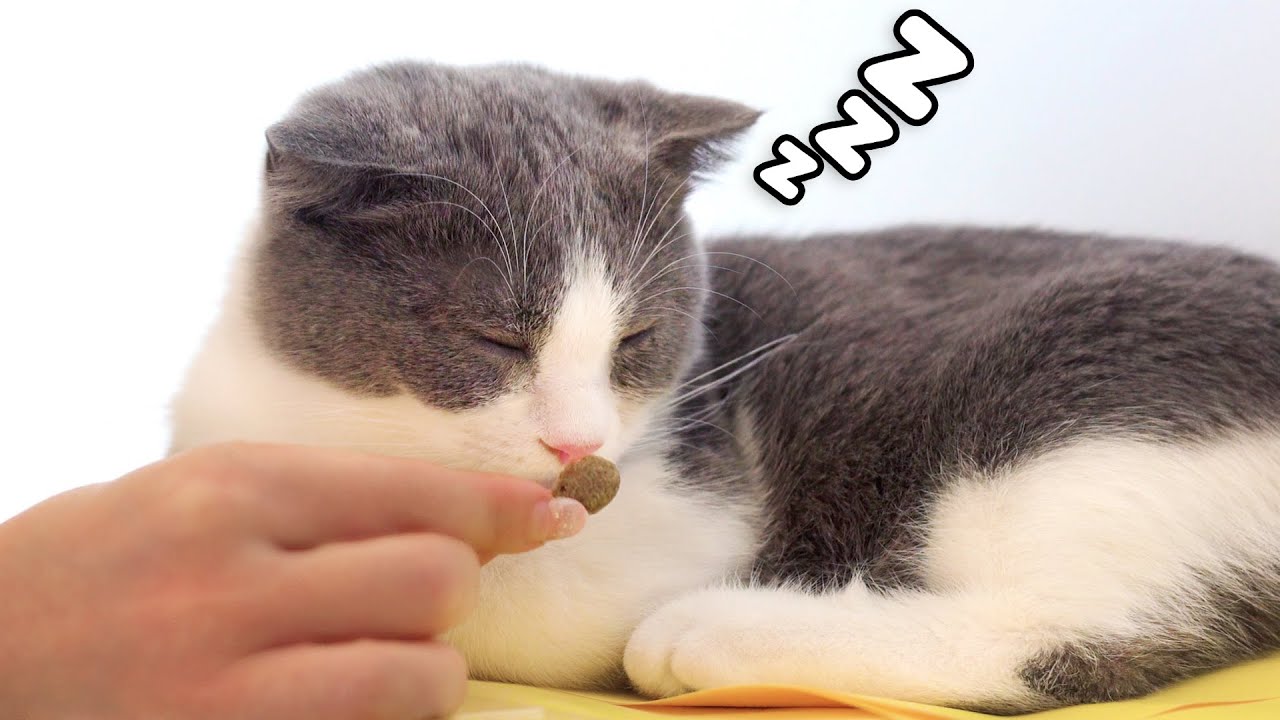 Waking Up Sleepy Cat With Treats Compilation - YouTube