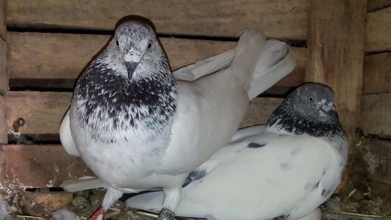 Pigeon Food Name List In Hindi Shajahan Puri pigeon-food-name-list-in-hindi-shajahan-puri
