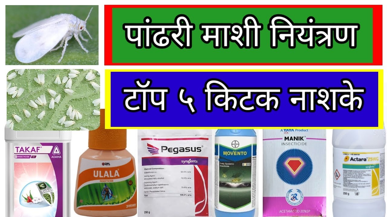 पांढरी माशी नियंत्रण l kapus favarni niyojan l kapus pandhari mashi # ...