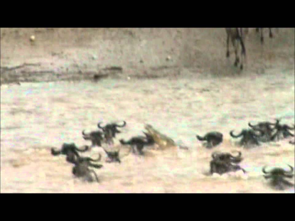 Crocodiles vs Wildebeest in the Mara river - YouTube