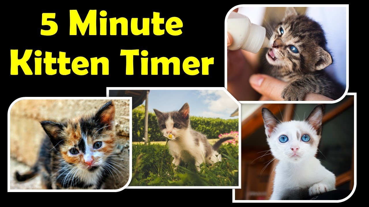 5 Minute Kitten Countdown Timer - Timers for Kids - Classroom Countdown ...