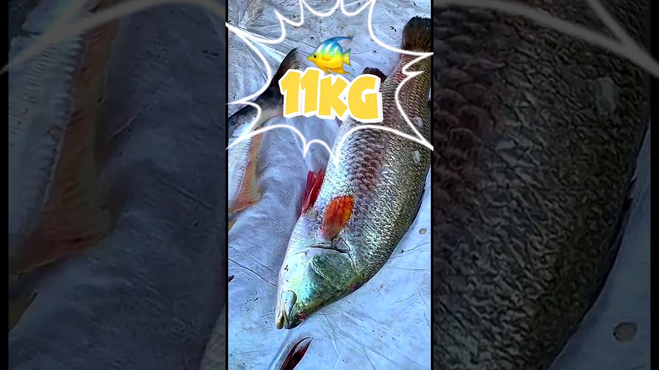 ASMR Fishing Shorts Videos #25 #asmr #asmrfish #asmrfishing # ...