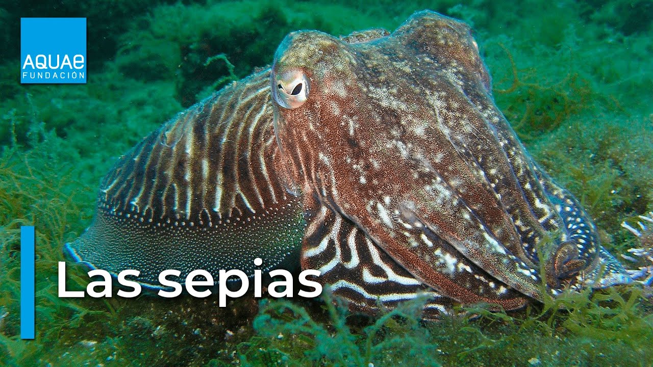 La SEPIA se reproduce UNA VEZ en su vida y después MUERE - YouTube