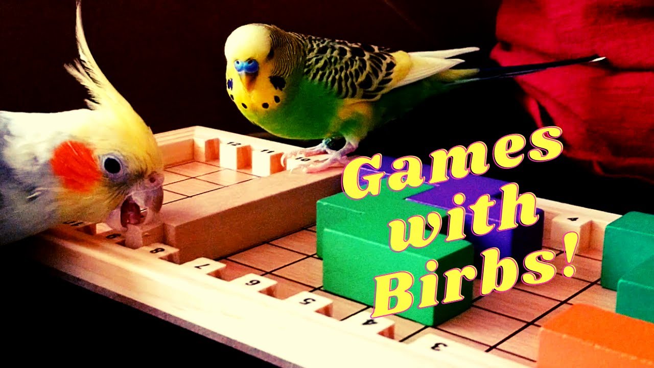 Games with Birbs! | Budgie and Cockatiel try Katamino - YouTube