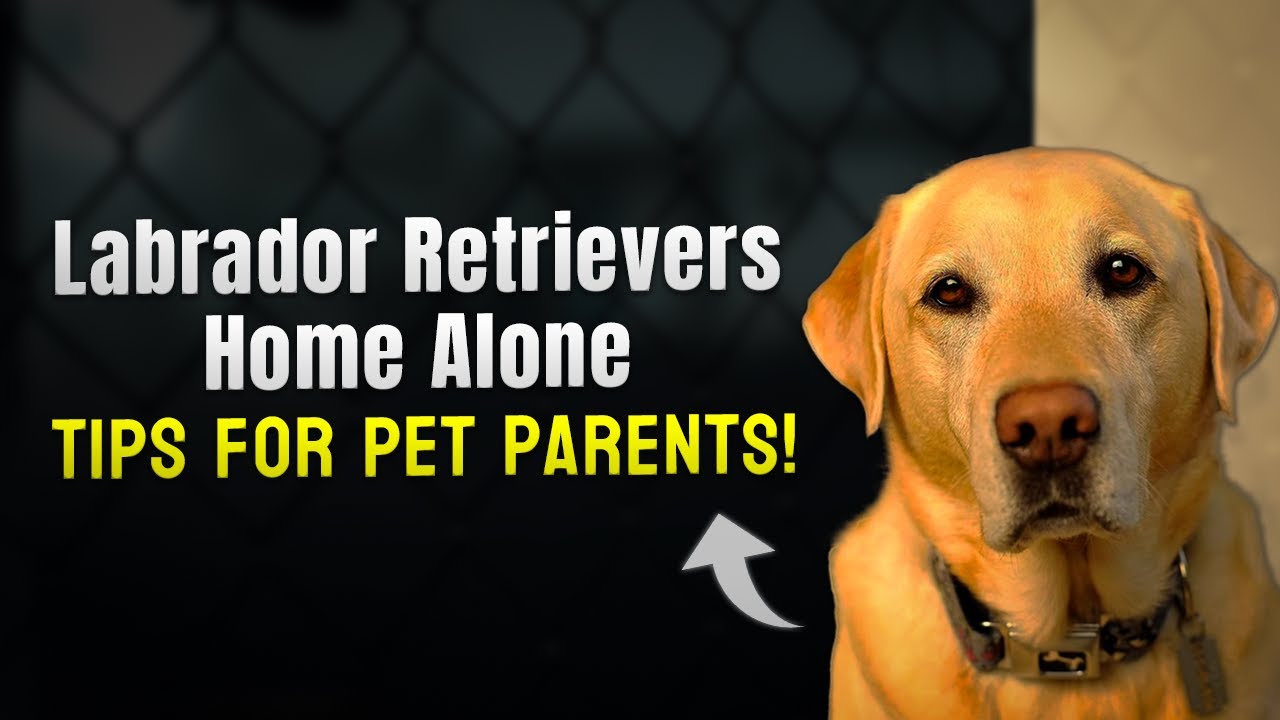 Labrador Retrievers Home Alone: Tips for Pet Parents! 🏡 - YouTube