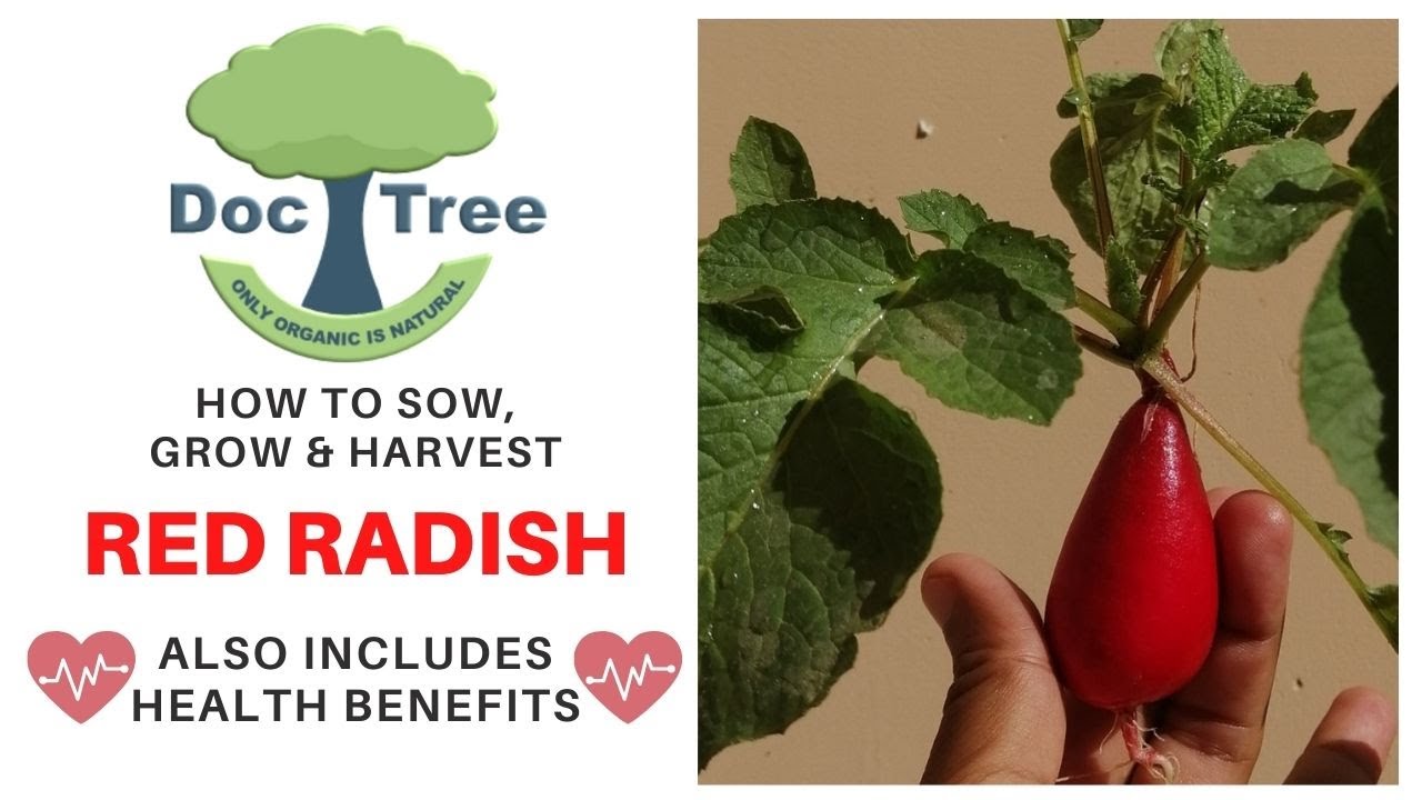 Red Radish (Lal Mooli) How to Sow, Grow & Harvest home grown organic ...