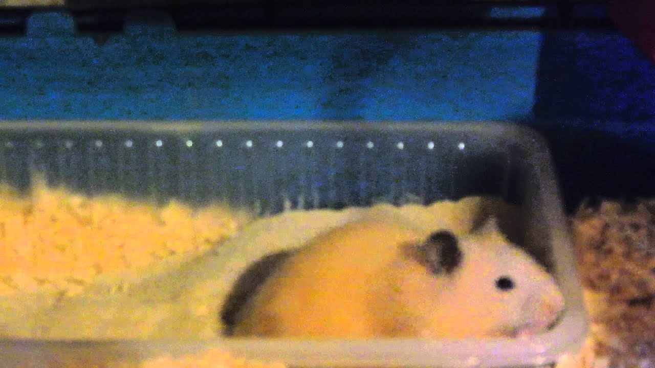 Hamsters funny videos enjoying Sand Bath - YouTube