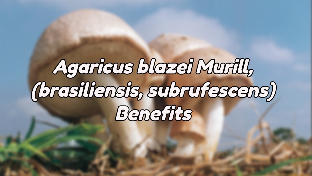 Agaricus blazei murill, (brasiliensis, subrufescens) Benefits - YouTube