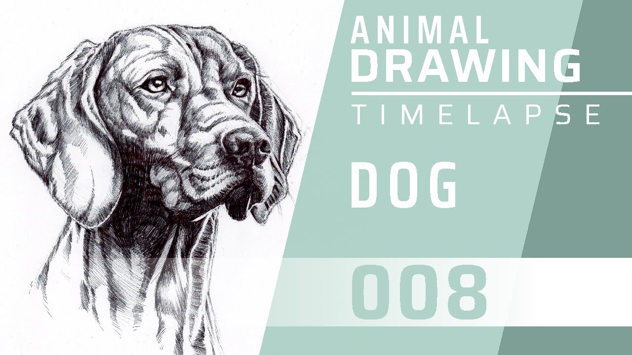 Drawing a Dog | Drawing Tips & Techniques | Animal Sketching Timelapse ...