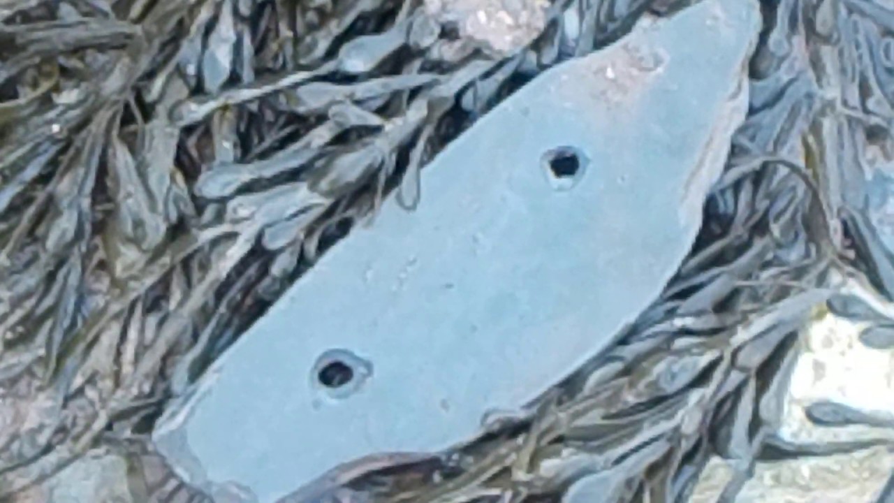 Woodland Period gorget and carboniferous period lyginopteris fossil Dec ...