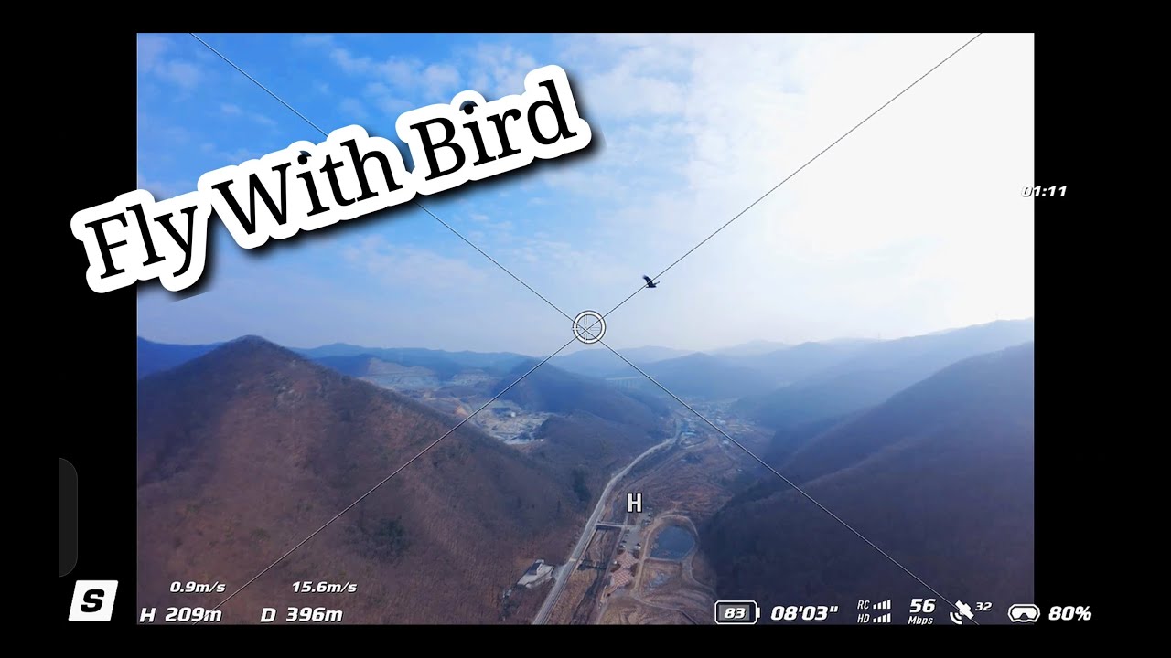 새와 함께 날아보자. Fly With Bird. Feat.AVATAR2 - YouTube