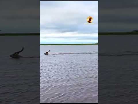 What an escape by deer...😊#Deer escape#lally volgos