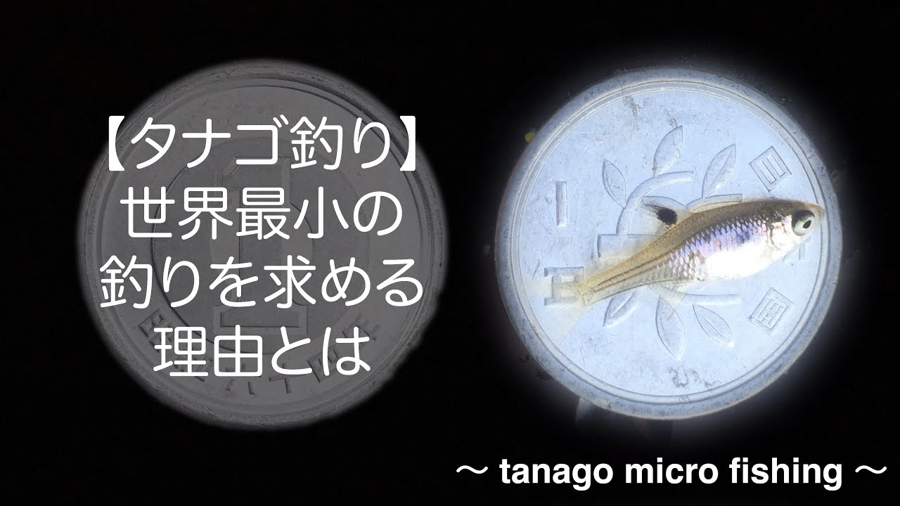 【タナゴ釣り】世界最小の釣りを求める理由とは… tanago micro fishing @sawayakastyle - YouTube