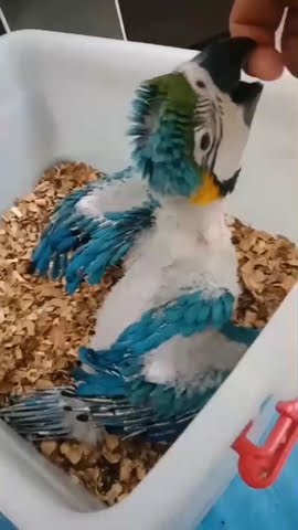 Macaw Chick #viral - YouTube