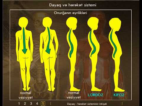 Dayaq hereket sisteminin inkishafi