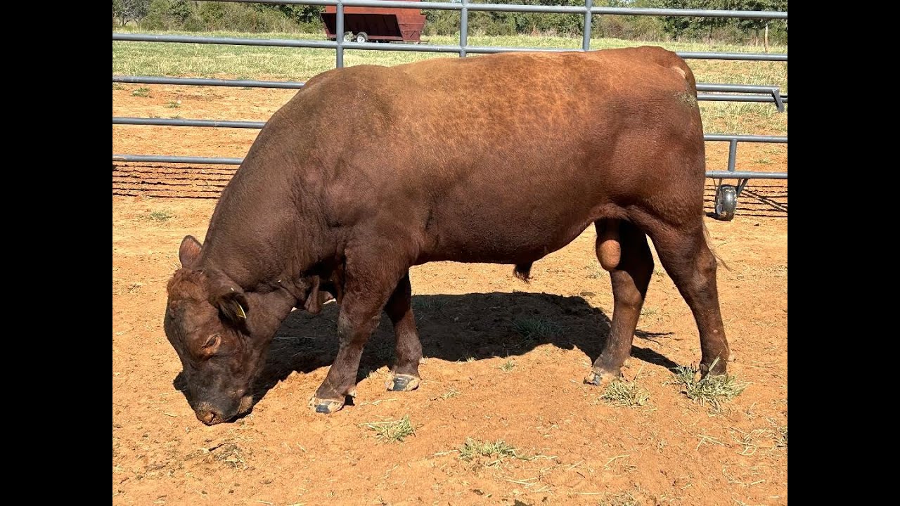 2021 Registered Red Angus Bulls - YouTube