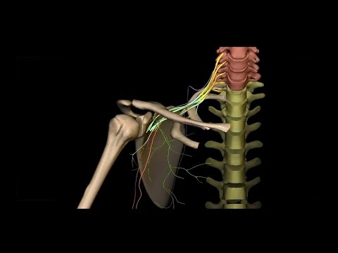 Obere Extremität - Plexus brachialis - Nicht-Endäste (4/4) - 3D - YouTube