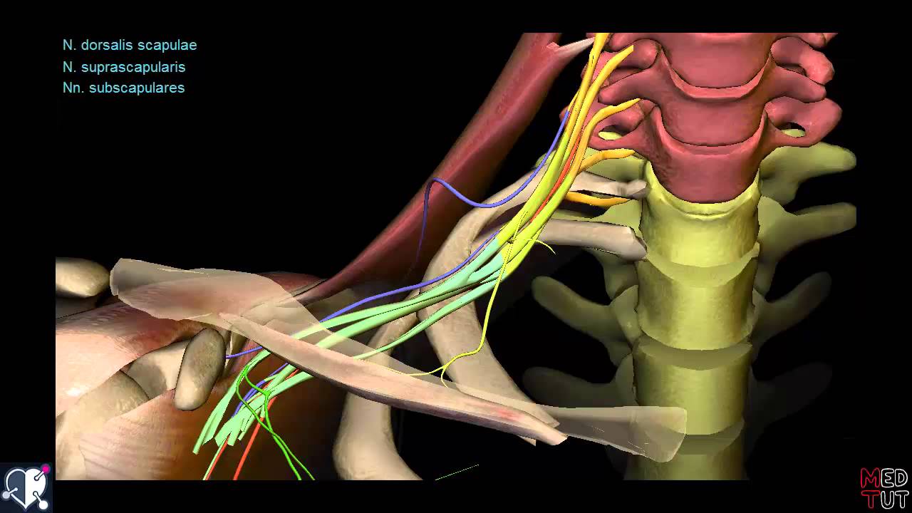 Obere Extremität - Plexus brachialis - Nicht-Endäste (4/4) - 3D - YouTube
