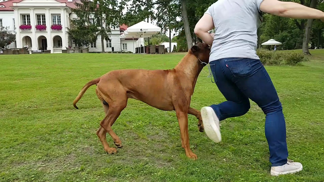 Alf - Gathii Leo Ginger movement - YouTube