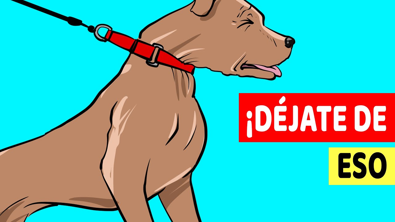 20 Maneras En Que Lastimas A Tu Perro Sin Darte Cuenta - YouTube