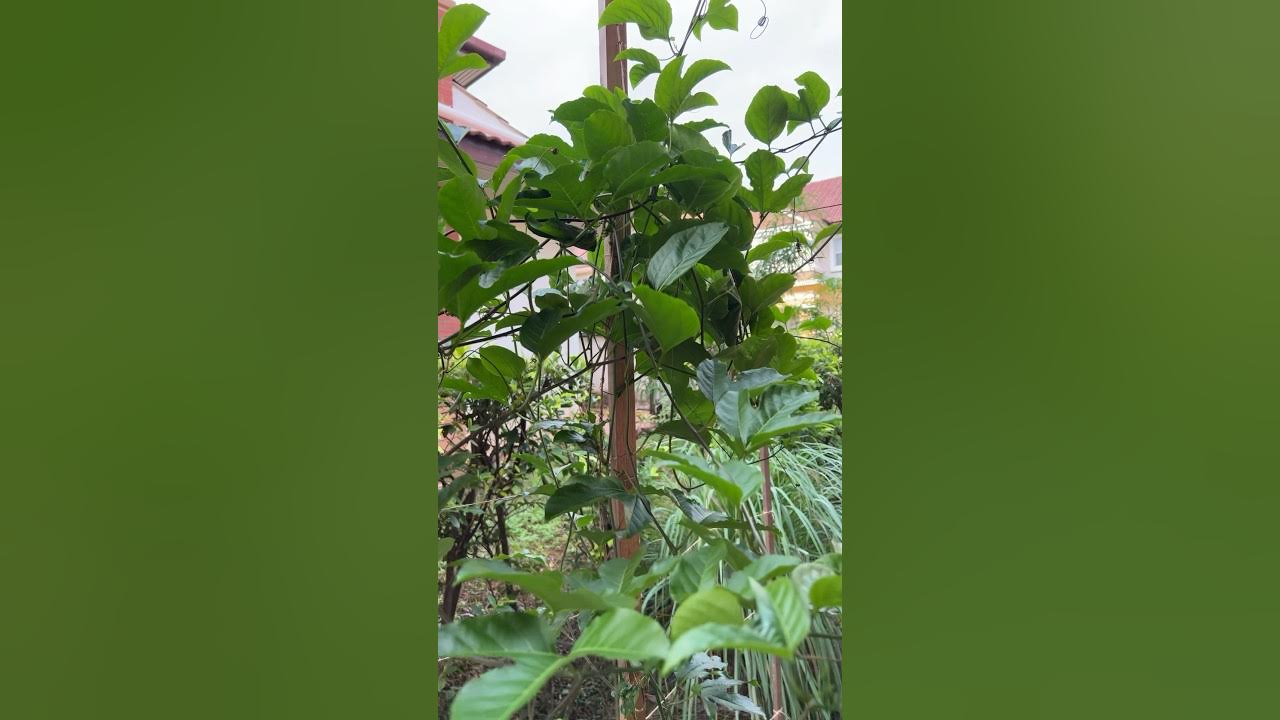 Pokok markisa #1 - YouTube