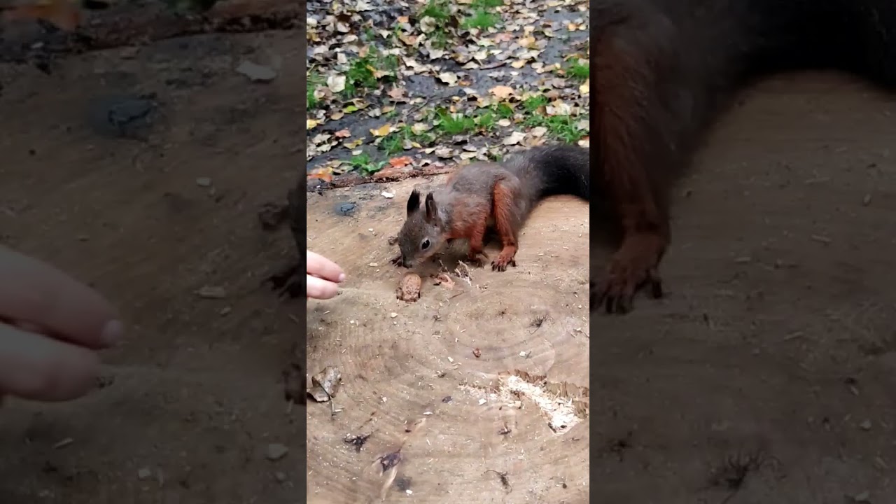 Орех застрял. Nut stuck #squirrel #белка #shorts #nature #animals - YouTube
