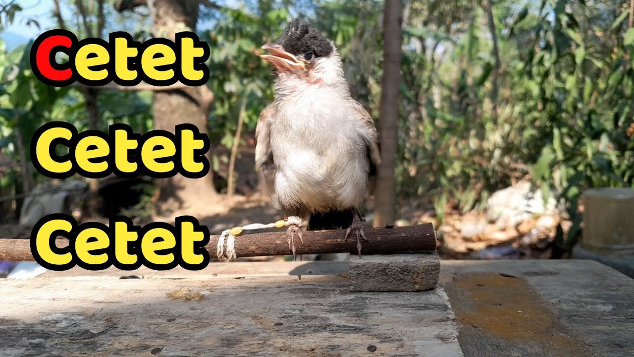 Anak burung kutilang eps.13 makan siang dan belajar bunyi - YouTube