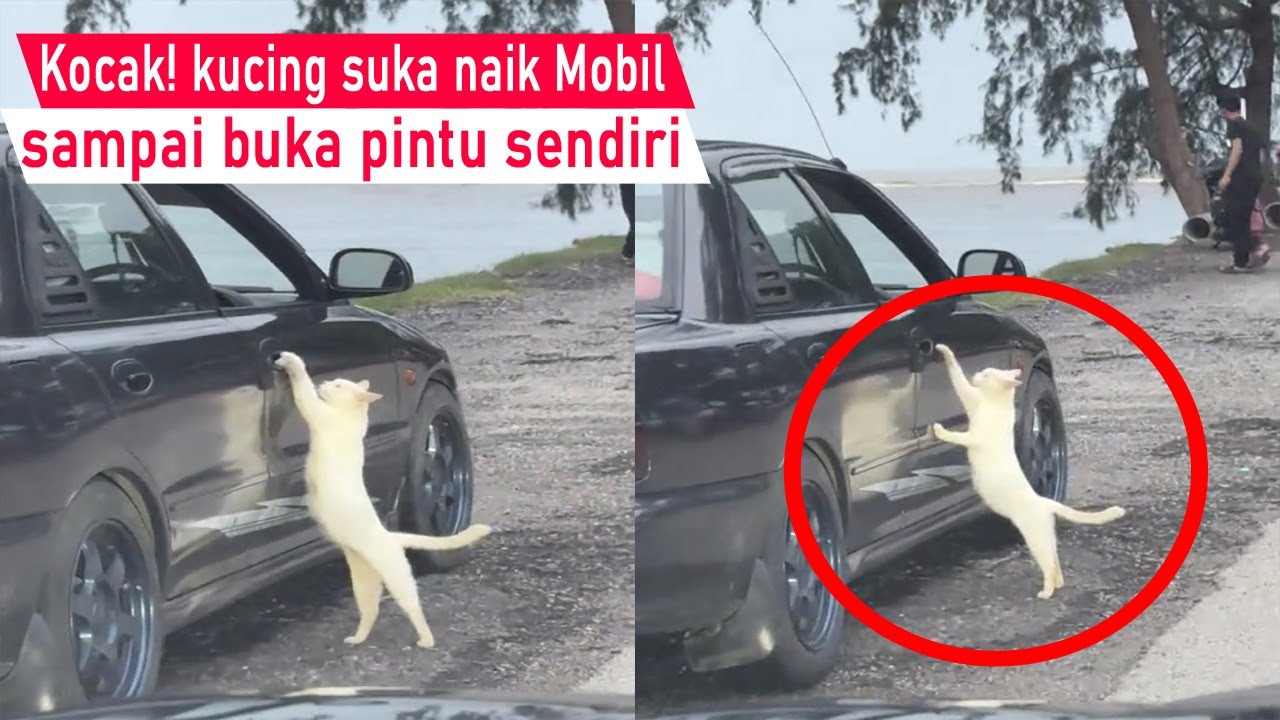 Pasti Ketawa Ngakak! kucing suka Naik Mobil sampai Maksa buka pintu ...