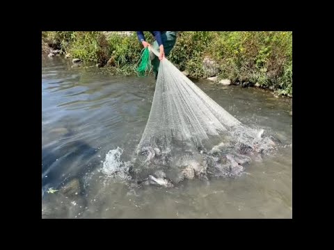 Top Net fishing short video , Real Life 100% Net Fishing In River ...