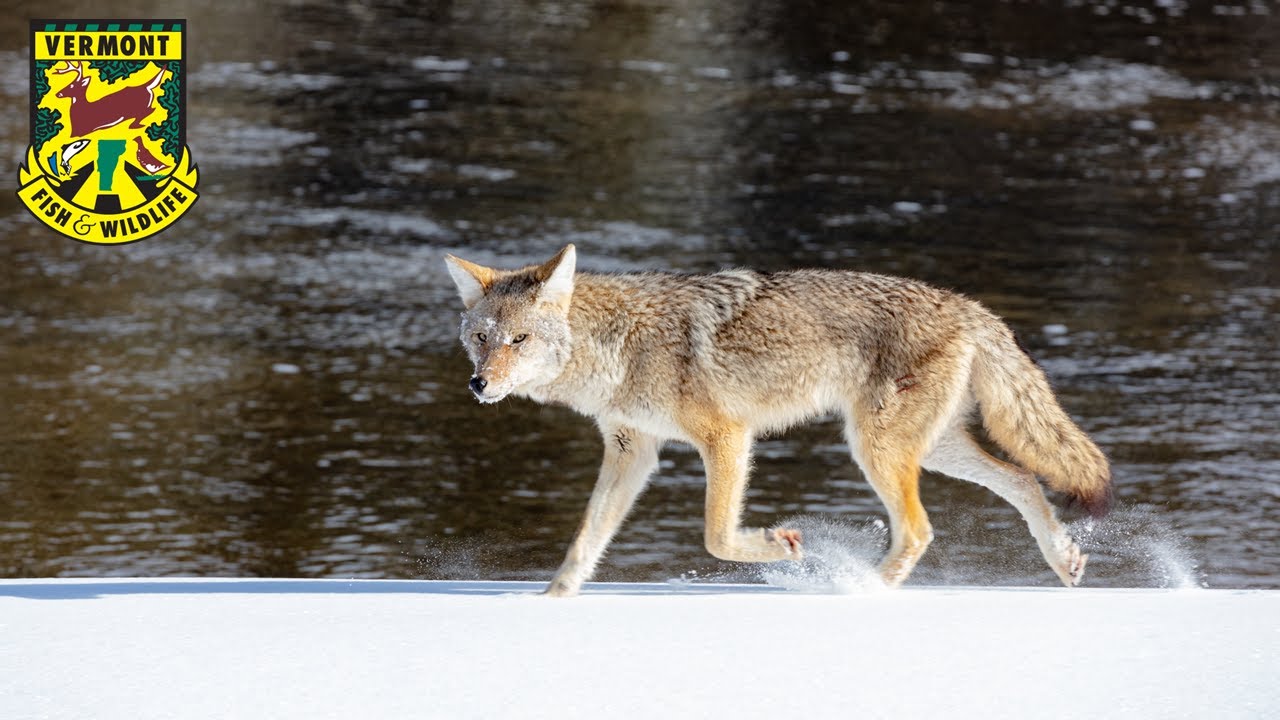 Eastern Coyote Range Gray, Red Foxes And Coyotes: Know Your Coastal