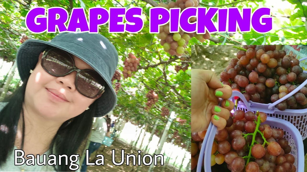 GRAPES PICKING WITH MY CSMC FAM/GAPUZ ANCHETA SOLINO GRAPES FARM/SAN JUAN LA UNION/# ...