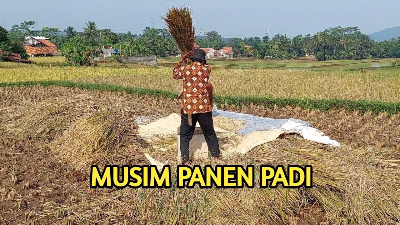 Suasana Pedesaan Musim Panen Padi, Desa Depok-Darangdan-Purwakarta ...