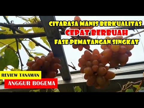 ANGGUR NINGRAT !!! FAKTA ANGGUR BOGEMA I CEPAT BERBUAH, DAGING TEBAL ...