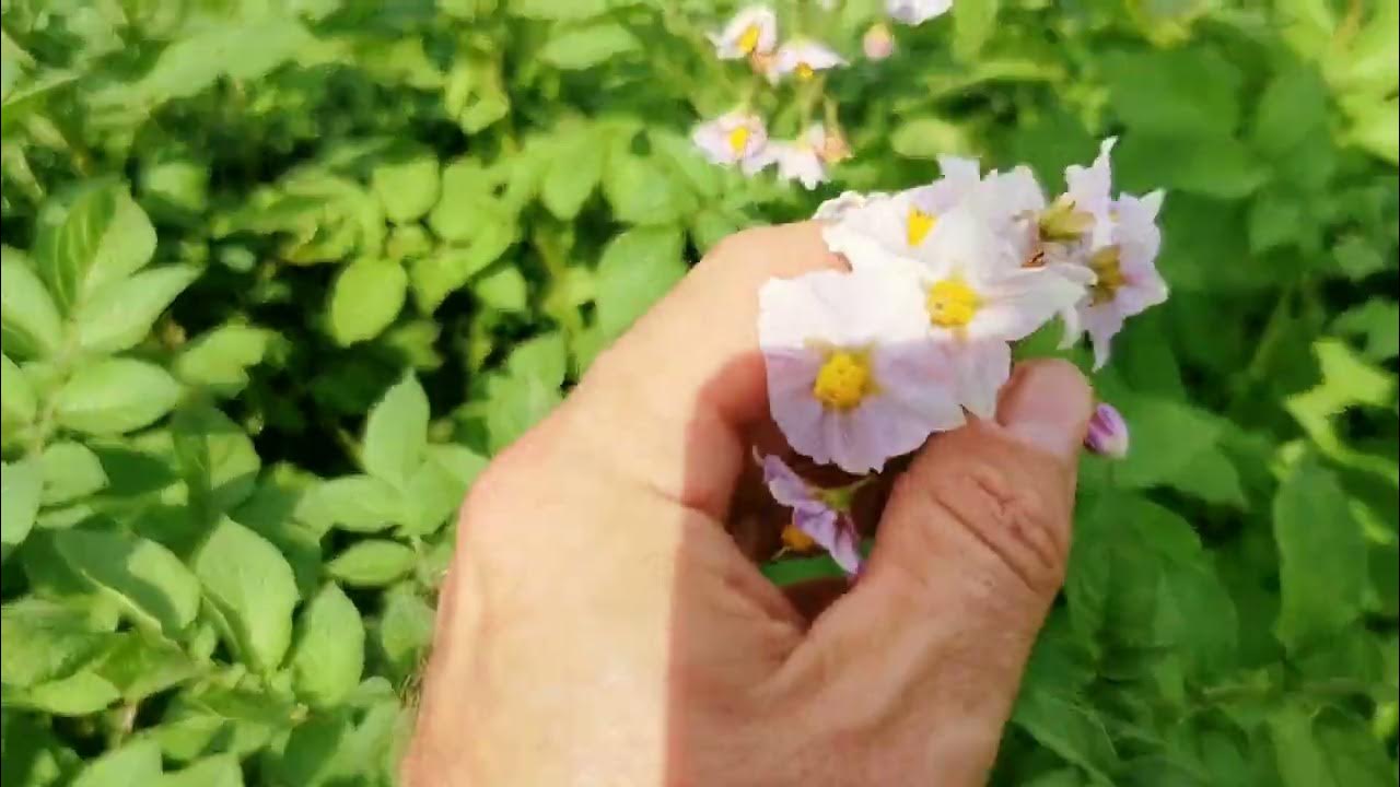 Сгнил весь КАРТОФЕЛЬ кроме Сарпо Мира! купить клубни можно будет в ...